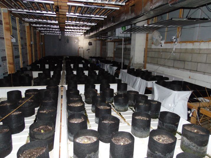 They took all the weed but left behind 3,000 stems | The Growthop