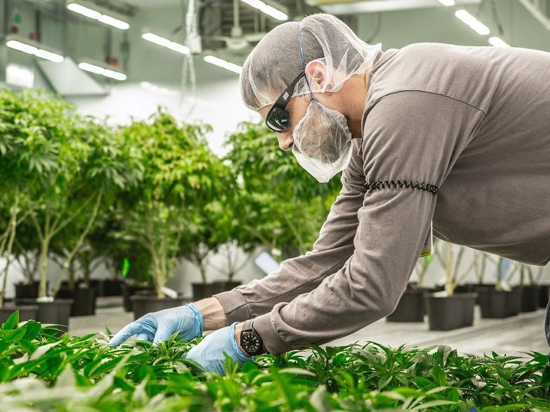 Creating a cannabis company to last generations | The Growthop