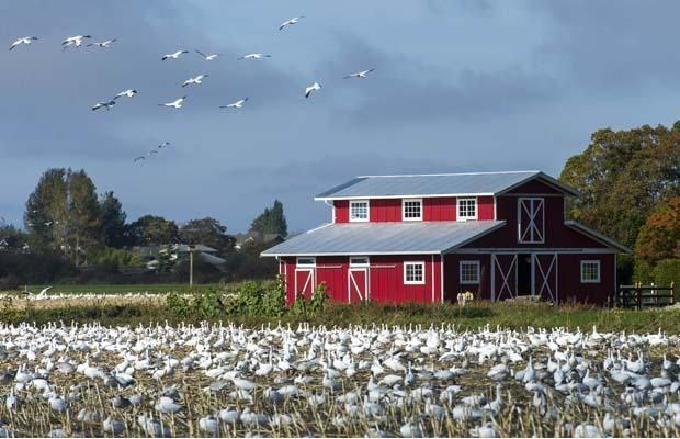 Snow geese damage in Delta and Richmond; cover crops | The Province