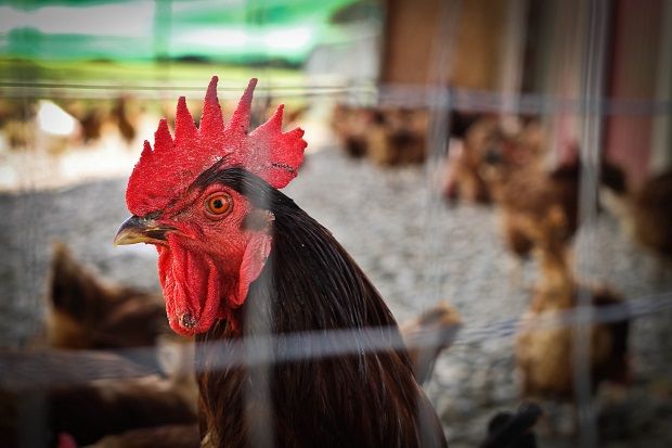 At the farmgate - Tasty Chicken profile | The Province