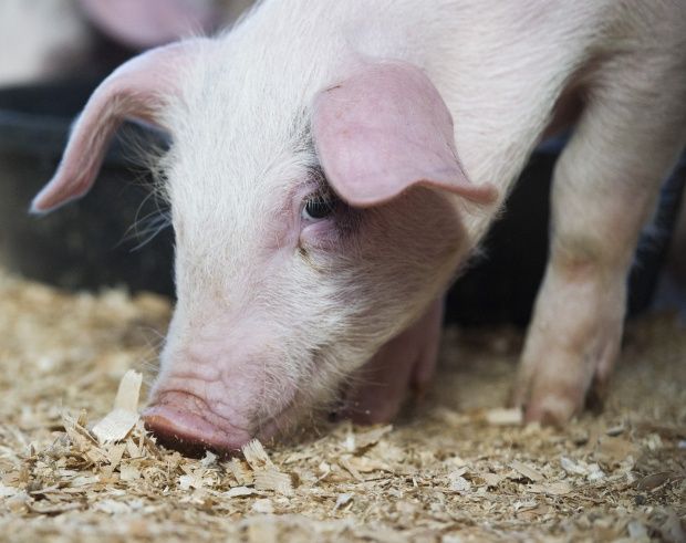 News - Controversial farm practice on its way out with release of ...