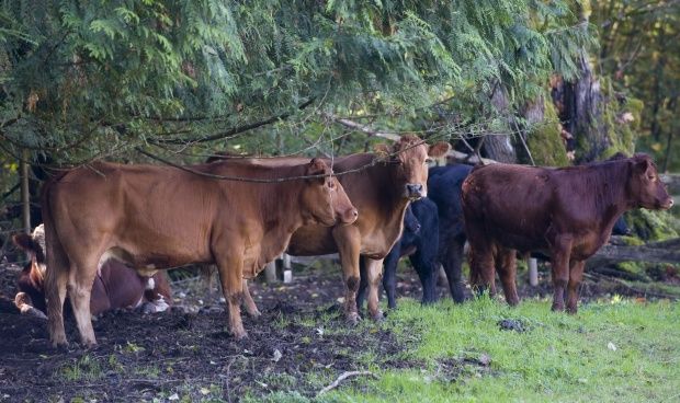 News - New website makes it easy for chefs to order born-and-raised B.C ...