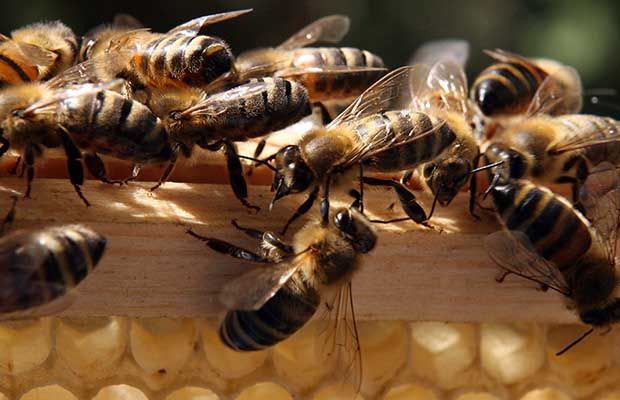 B.C. beekeeping by the numbers | The Province