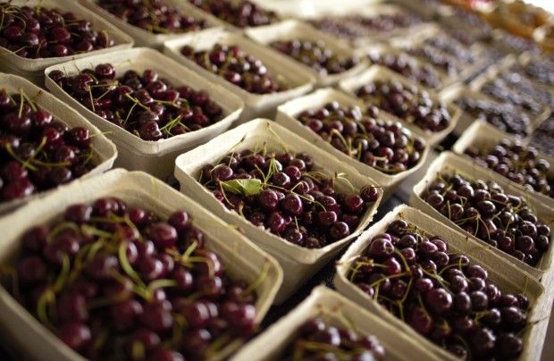 News - Okanagan cherries mark the start of summer | The Province