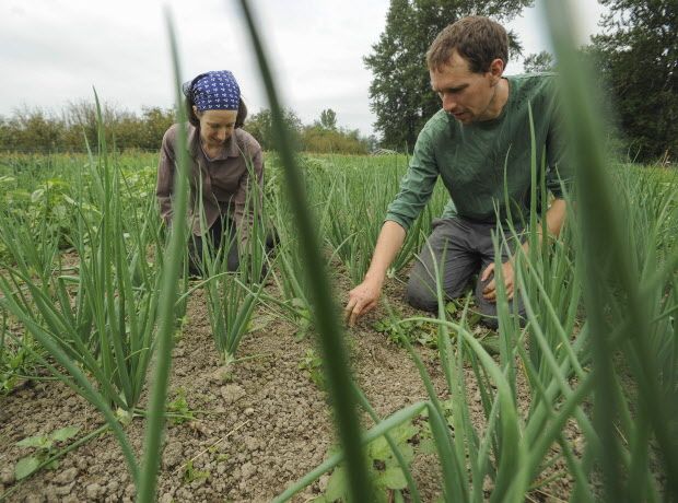Feature - Weed control a battle that's never finished on an organic ...