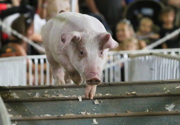 A great Sunday read - PNE racing pigs head back to the farm | The Province