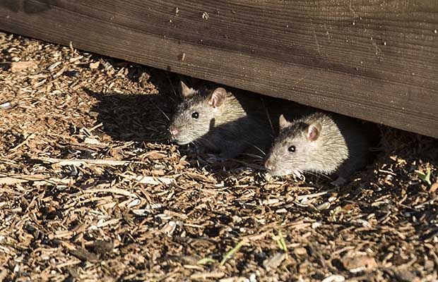 How to rodent-proof your home: 5 tips from a B.C. pest expert | The ...