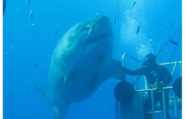 Video: You've never seen a diver high-five a bigger shark | The Province