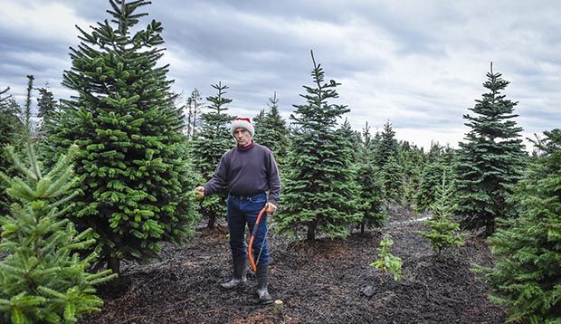 By the Numbers: The annual Christmas tree rush is on | The Province