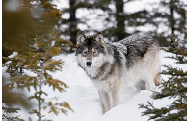 B.C.’s controversial wolf cull shifts to South Peace region | The Province