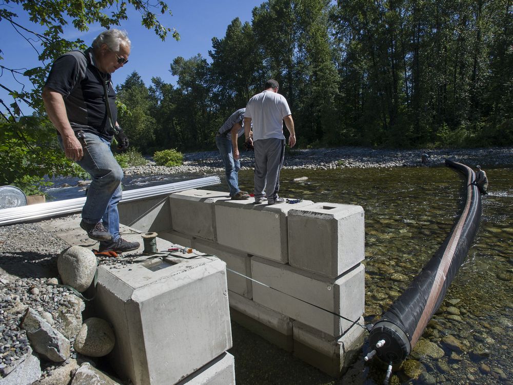 'Super-historic'-scale salmon rescue making waves in North Vancouver's ...