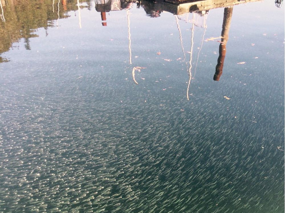 Anchovies return to Howe Sound, BC: 'phenomenal numbers' reported | The ...