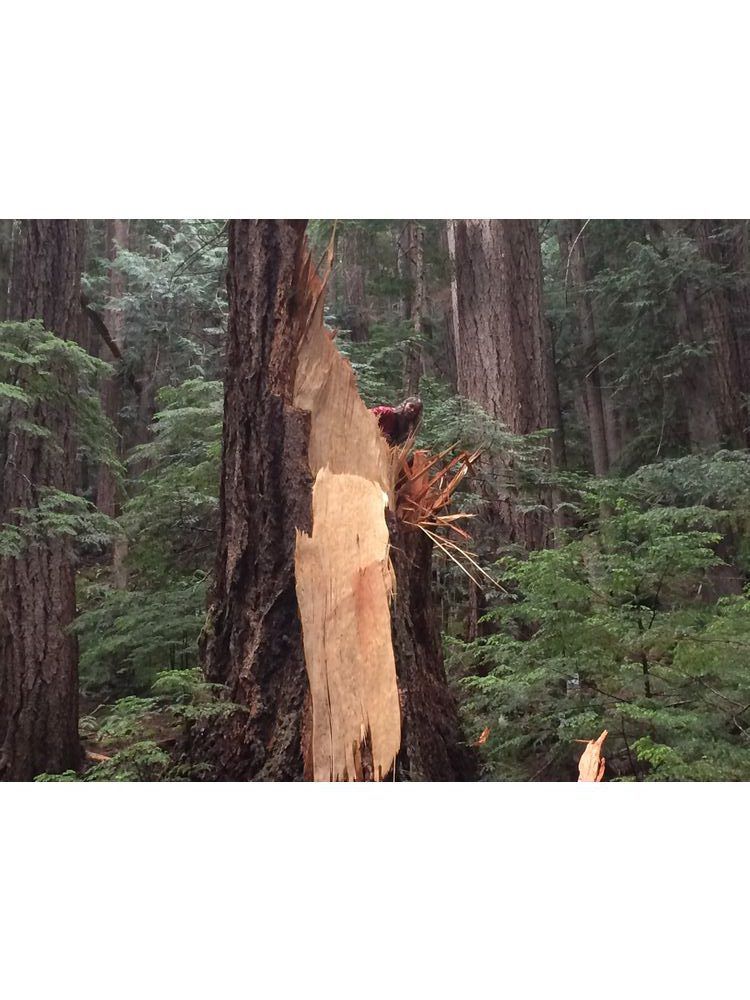 Mike Larock and Megan Hanacek: Debate on Vancouver Island’s old growth ...