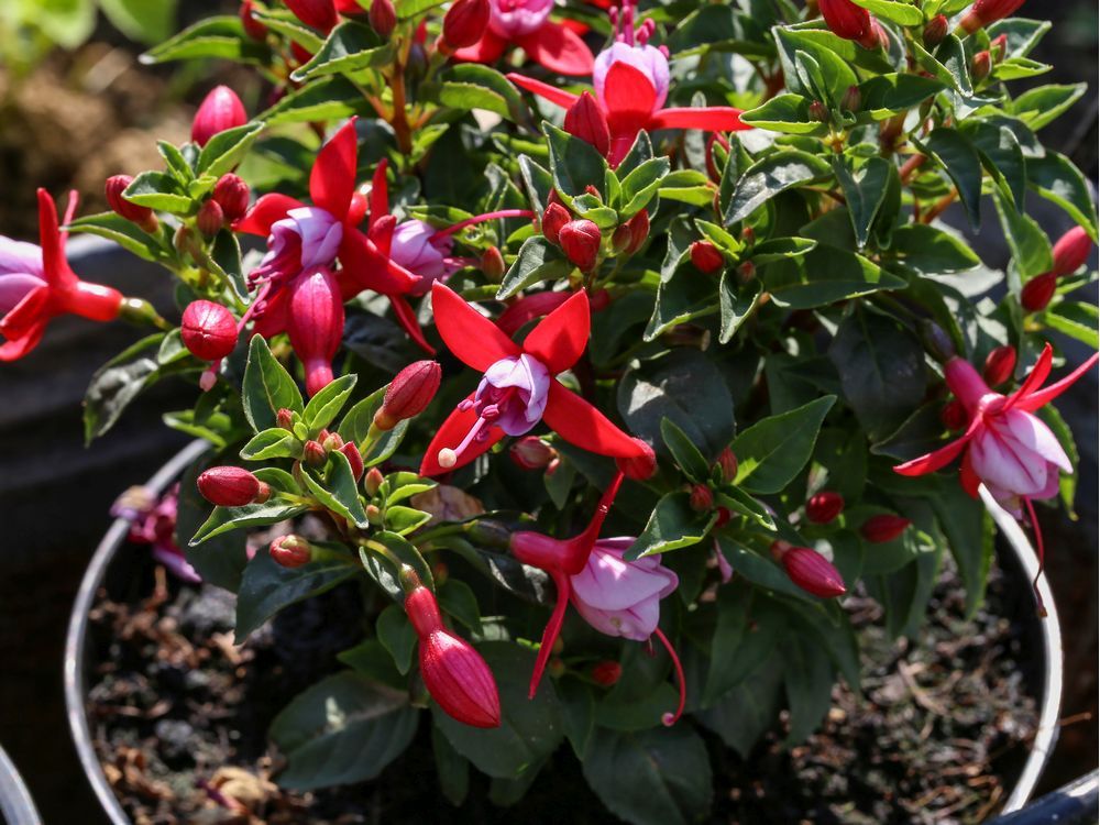 Protect hardy fuchsia bushes with a light mulching | The Province