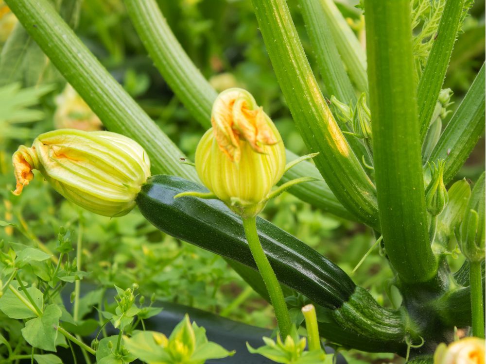 Humus-rich soil best preventive measure against plant disease | The ...