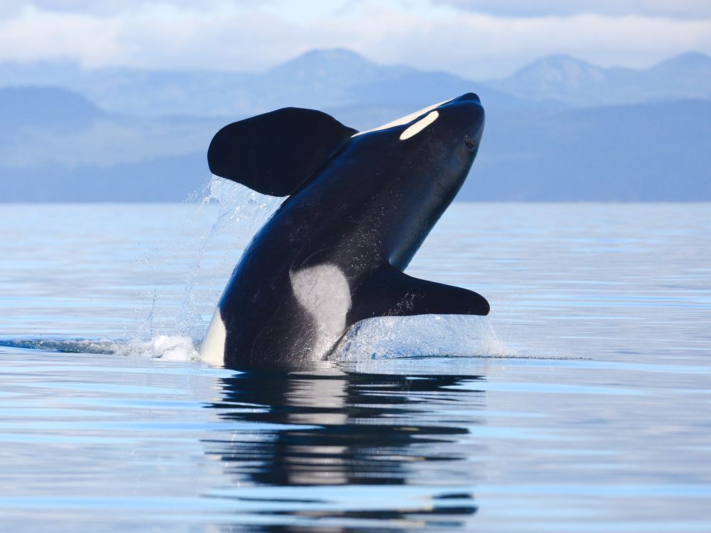 Stephen Raverty and Joseph Gaydos: Pacific killer whales are dying, and ...