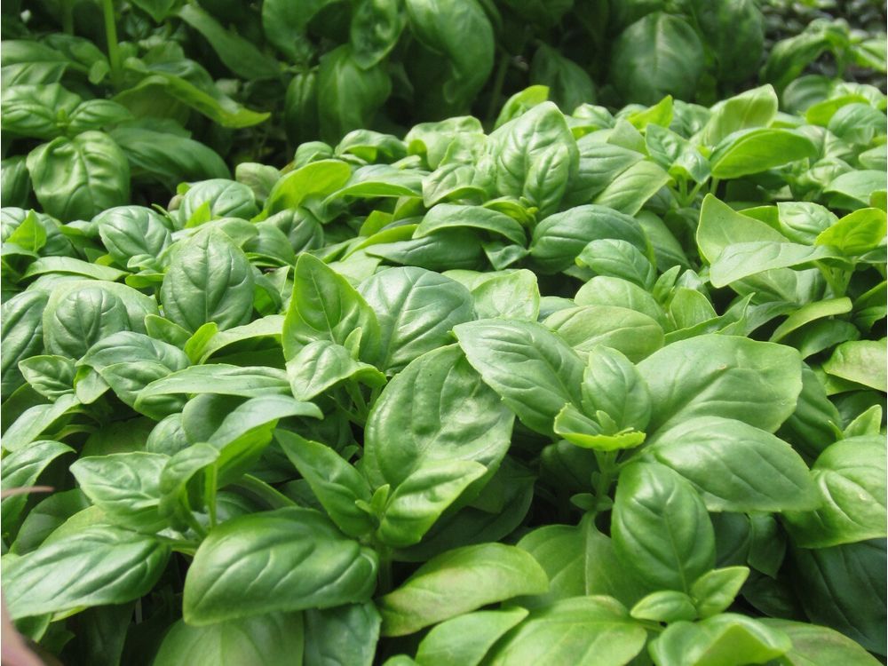Basil grows most easily in containers | The Province