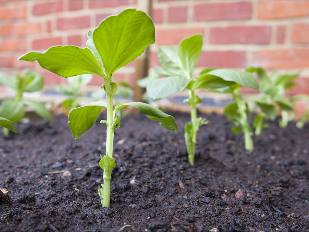 Tips and tricks for seeding garden | The Province