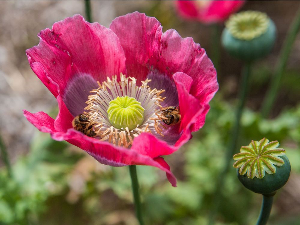 How to harvest and store poppy seeds | The Province