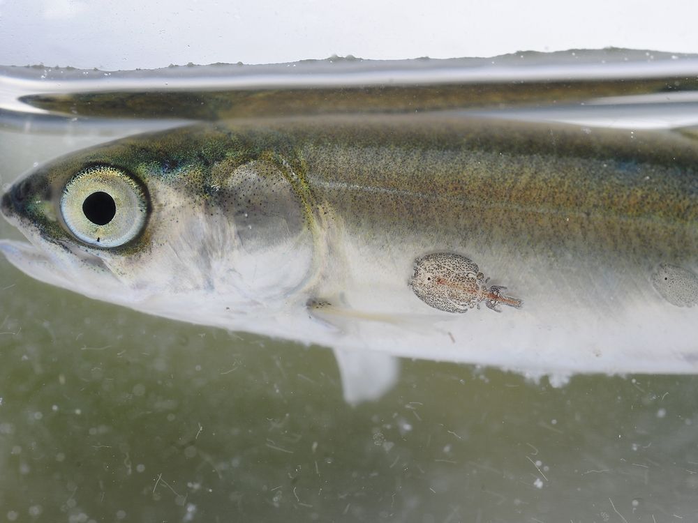 Salmon lice resistance heightens urgency of transitioning salmon farms ... Salmon lice resistance heightens urgency of transitioning salmon farms ...