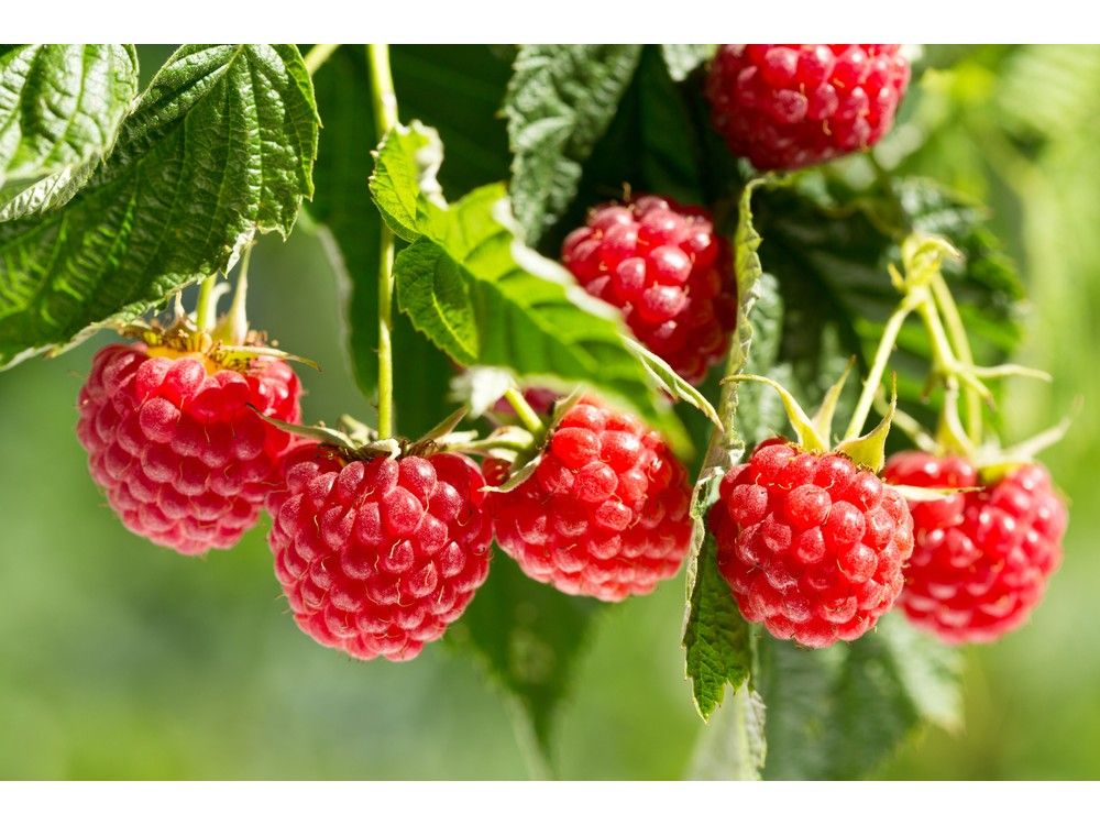 Thinning raspberry canes will help keep plants healthy, growing | The ...
