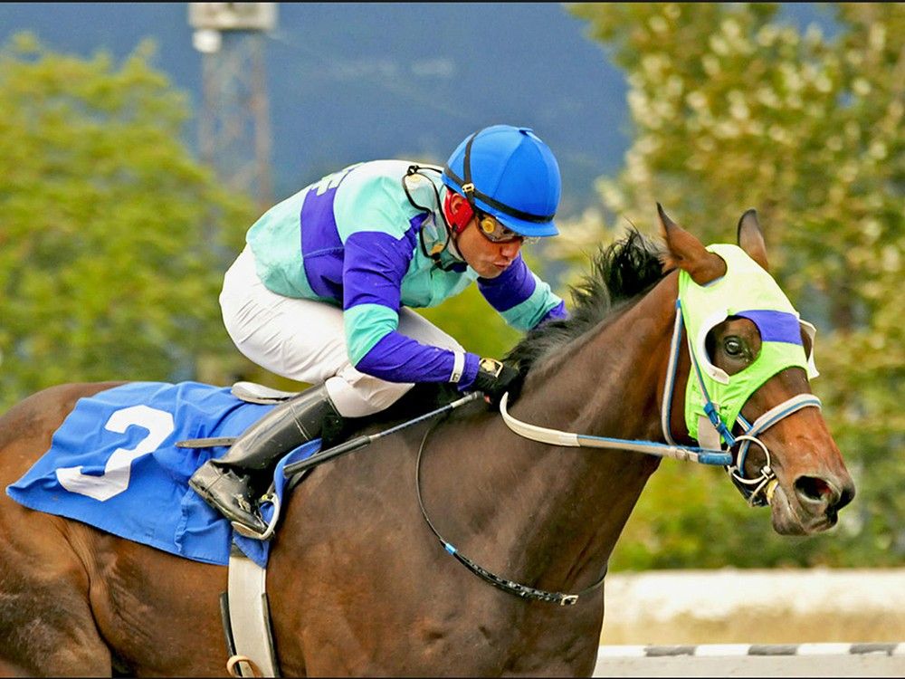 Fall racing in the cards at Hastings Racecourse | The Province