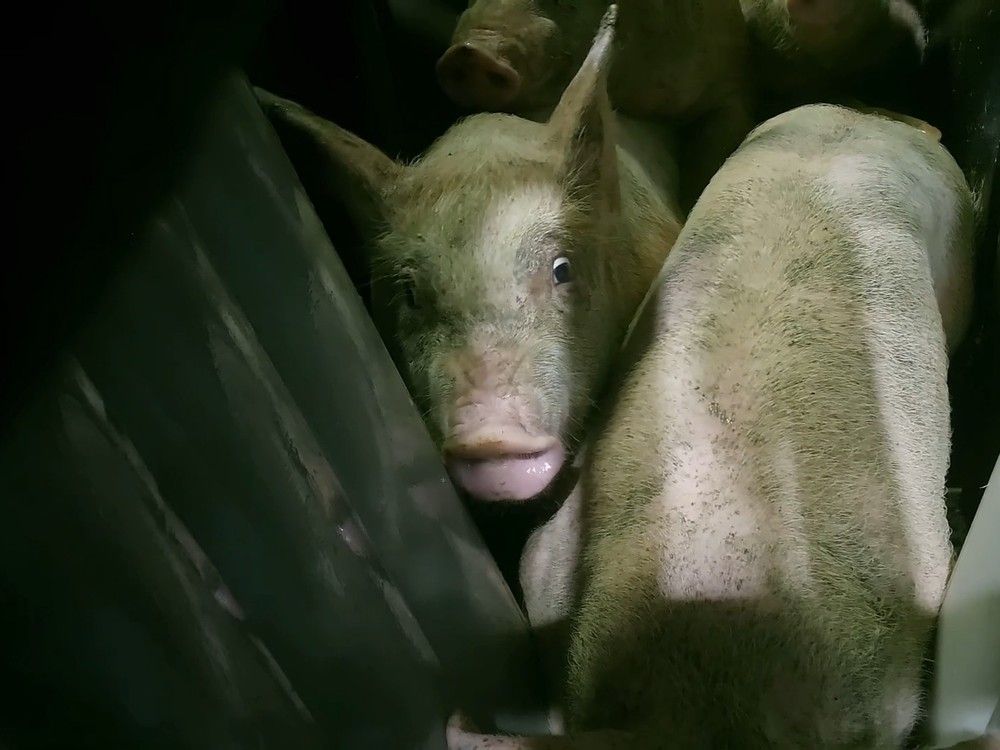 Whistleblower's slaughterhouse footage reveals pain and suffering | The ...