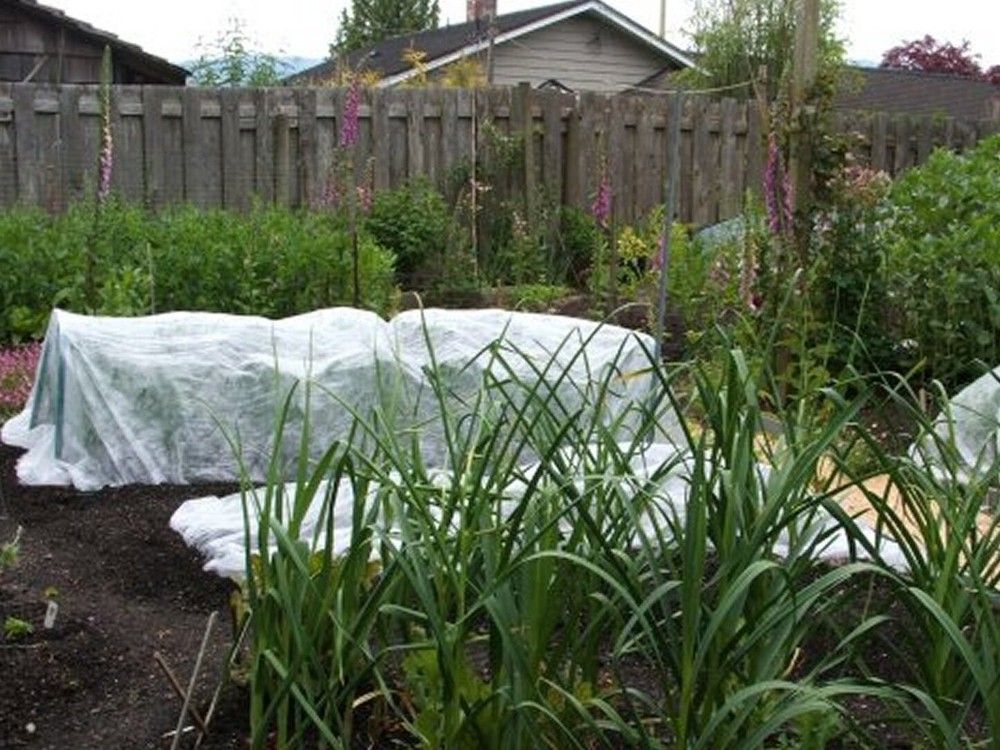Winter gardening projects worth tackling now | The Province