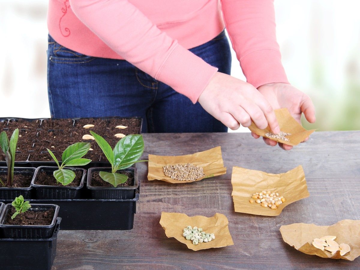 Best way to store leftover garden seeds | The Province