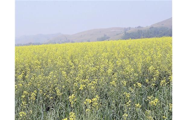 Rain boosts Canada's wheat, canola crops | The Star Phoenix