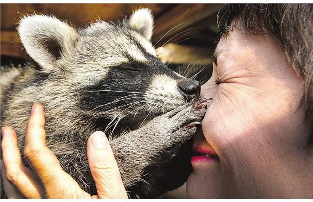 'Raccoon lady' fundraises for habitats | The Star Phoenix