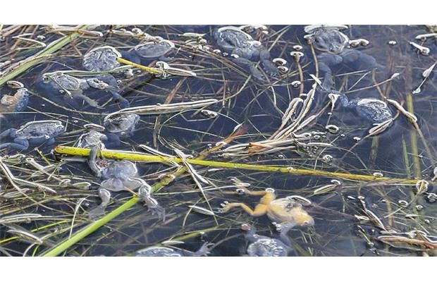 Frog die-offputs spotlight on pollution | The Star Phoenix