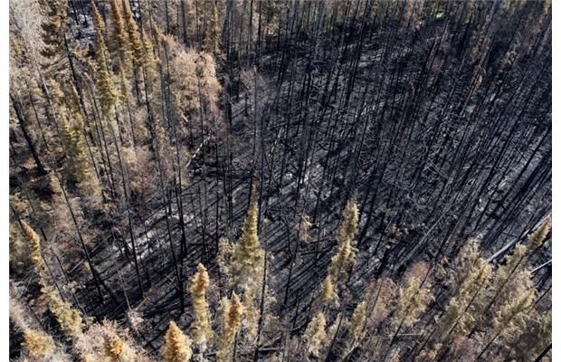 'High-risk' forest fire season projected for Western Canada | The Star ...