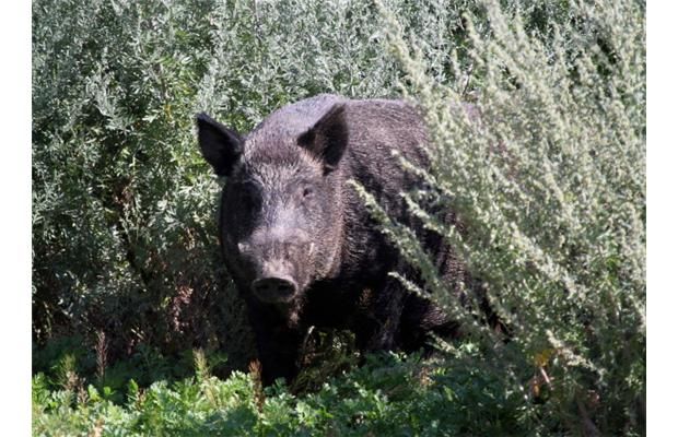 Student embarks on trip to learn about wild boars | The Star Phoenix
