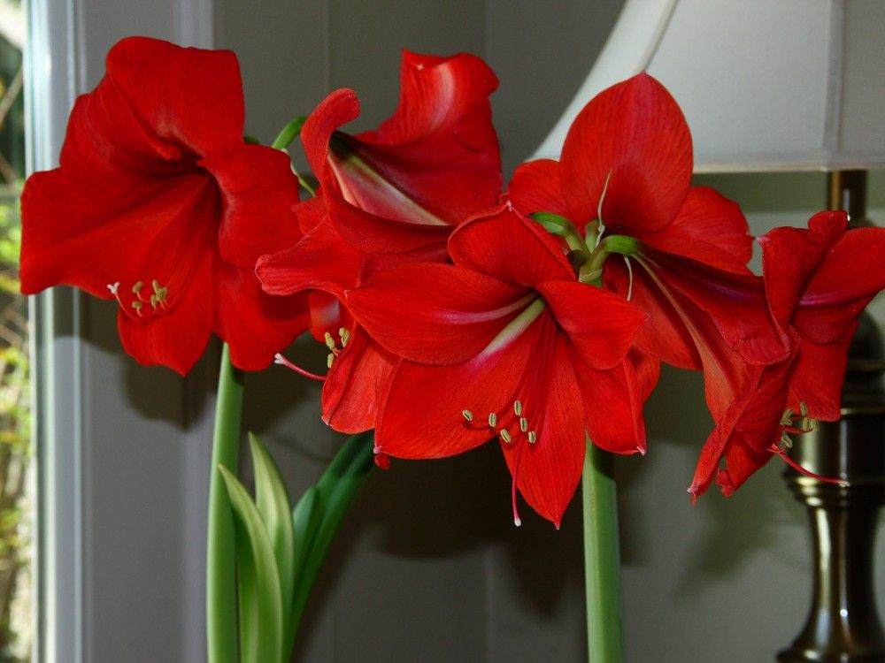 Amaryllis: The classic Christmas bulb | The Star Phoenix