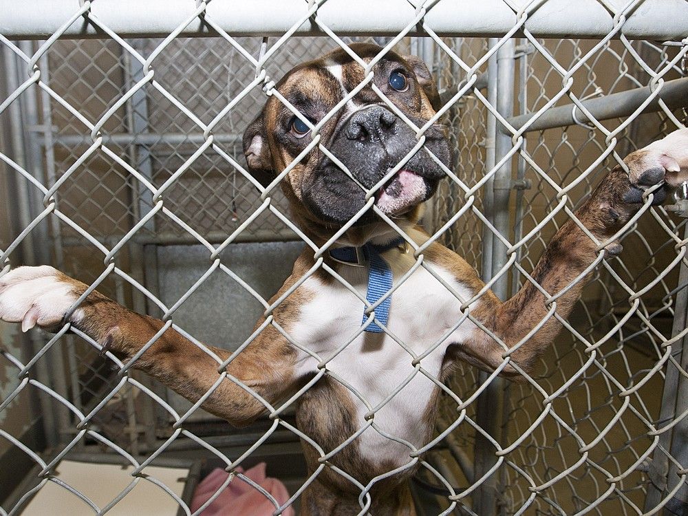 Deadly dog disease Parvovirus hits Saskatoon region: SPCA | The Star ...