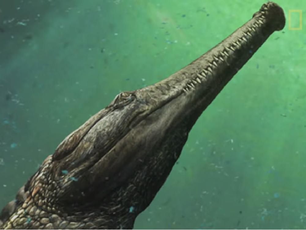 Machimosaurus rex: Paleontologists discover terrifying ancient ...