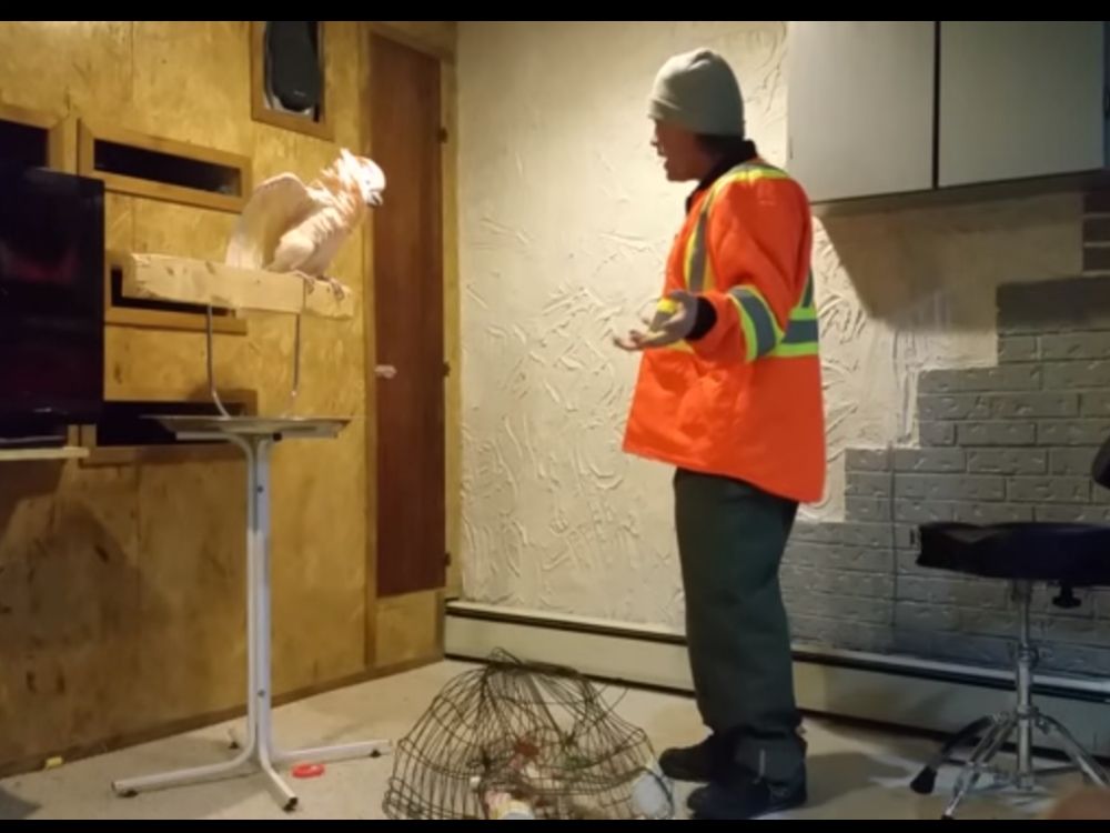 Cussing Saskatchewan cockatoo video goes viral | The Star Phoenix