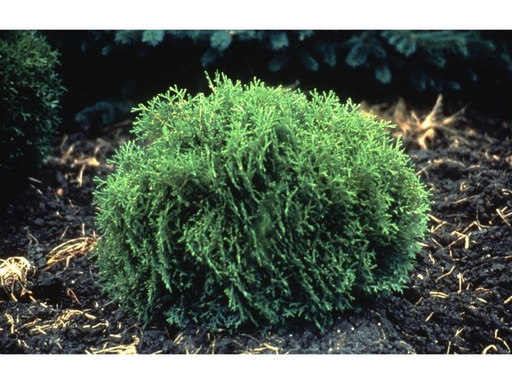 Dwarf shrubs for smaller borders | The Star Phoenix