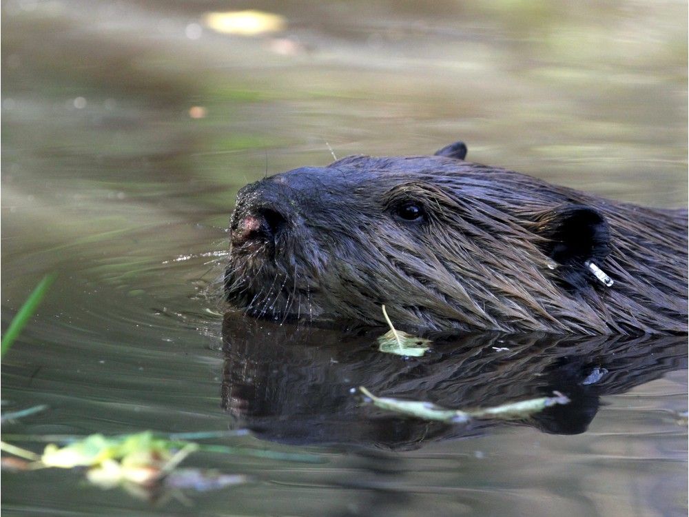 Beaten to death: Saskatchewan community upset after beaver killed with ...