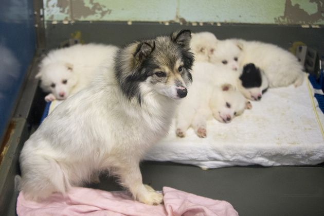 Dogs rescued in massive seizure get care in Saskatoon | The Star Phoenix