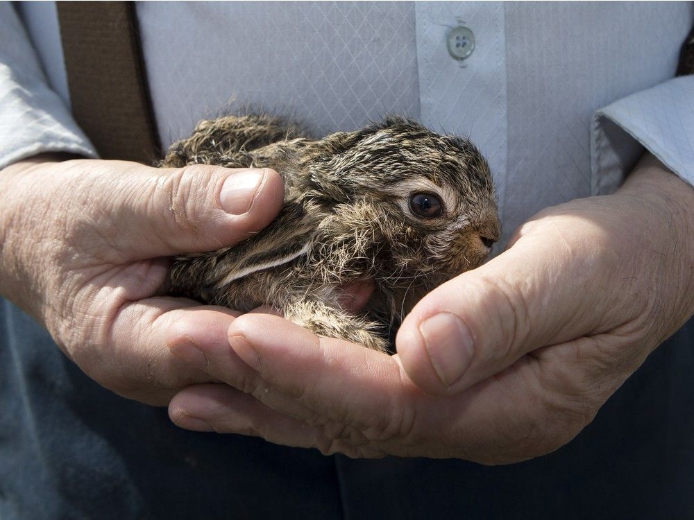 Gallery: Hares in Saskatoon | The Star Phoenix