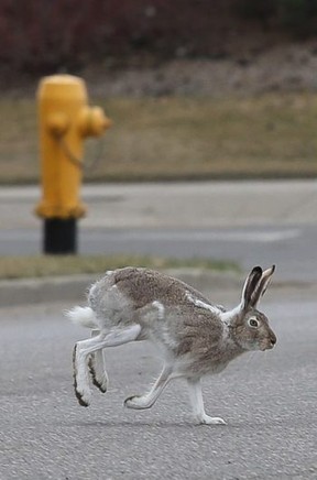Hares in the city: wildlife expert says urban jackrabbits are ...