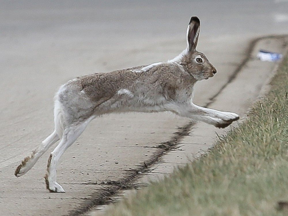 Hares in the city: wildlife expert says urban jackrabbits are ...