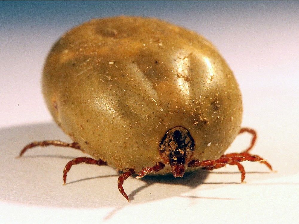 Ticks bite early due to spring heat wave | The Star Phoenix