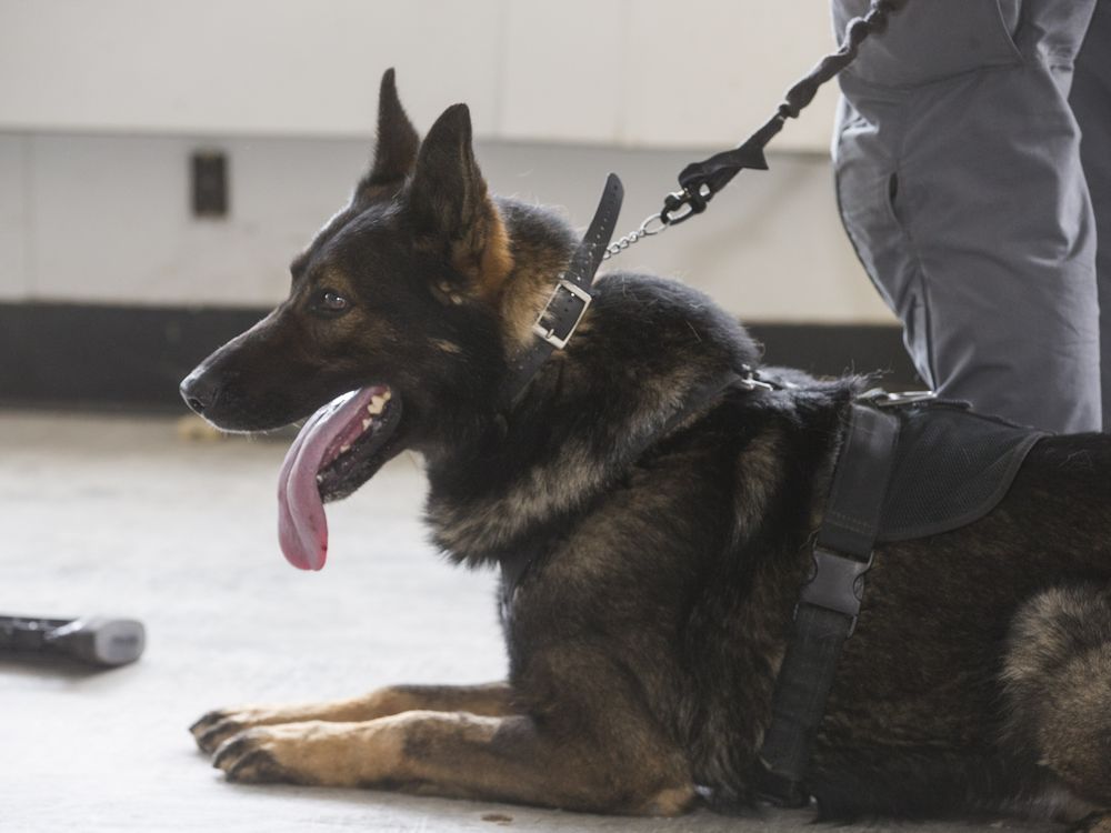 Gallery: Saskatoon Police Service Tactical Support Unit training ...