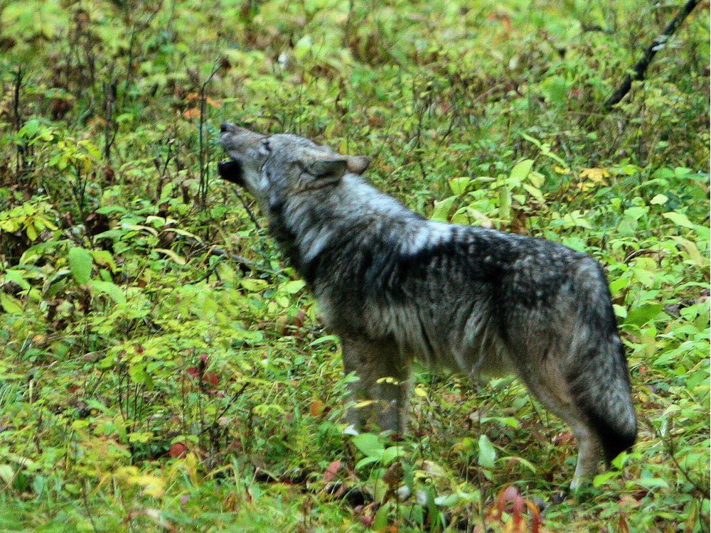 Wolf sightings in Glaslyn lead to emergency alert from government | The ...