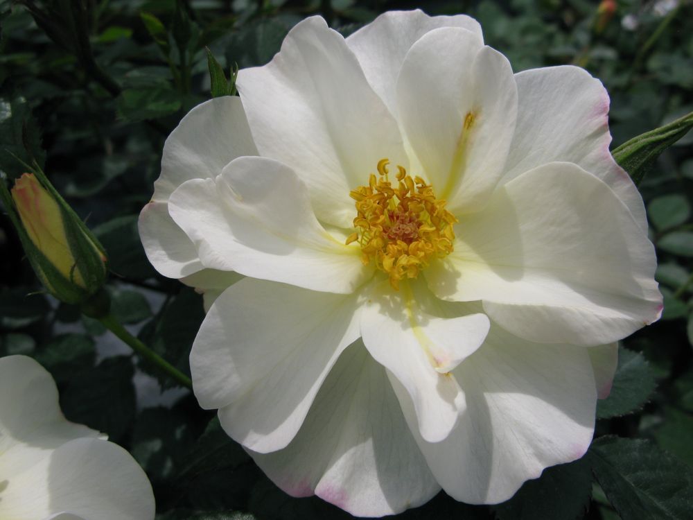 New life breathed into former rose breeding program | The Star Phoenix