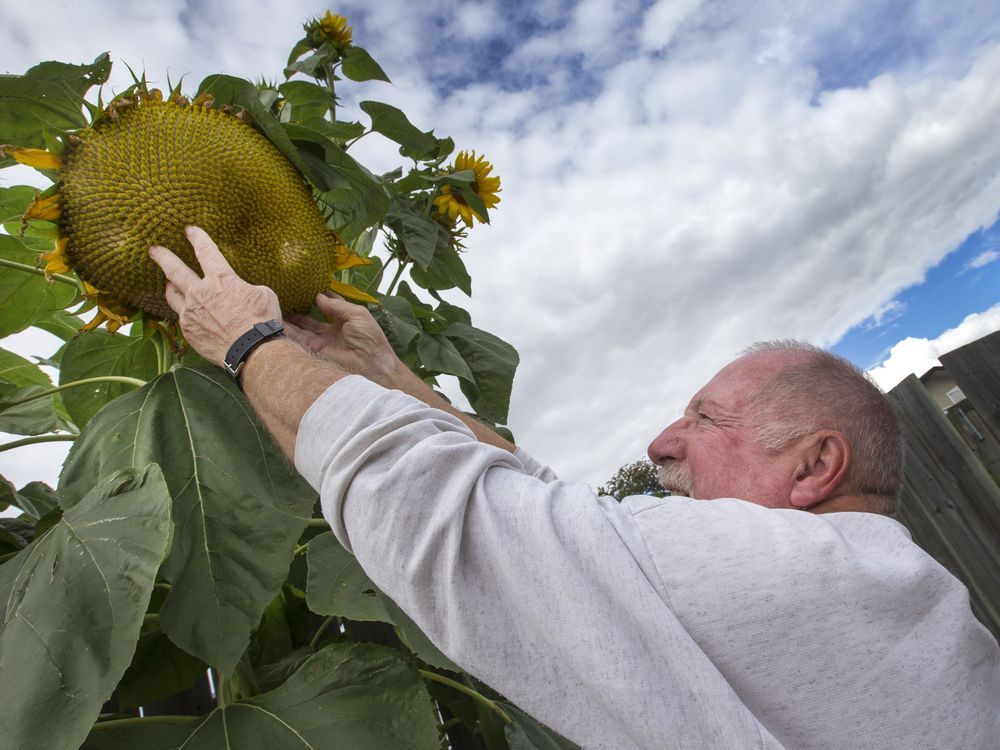 Monster sunflower a big hit on Saskatoon's east side | The Star Phoenix