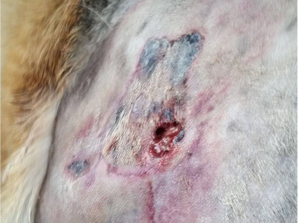 Dog, shot and left for dead, recovering after a week in the cold | The ...